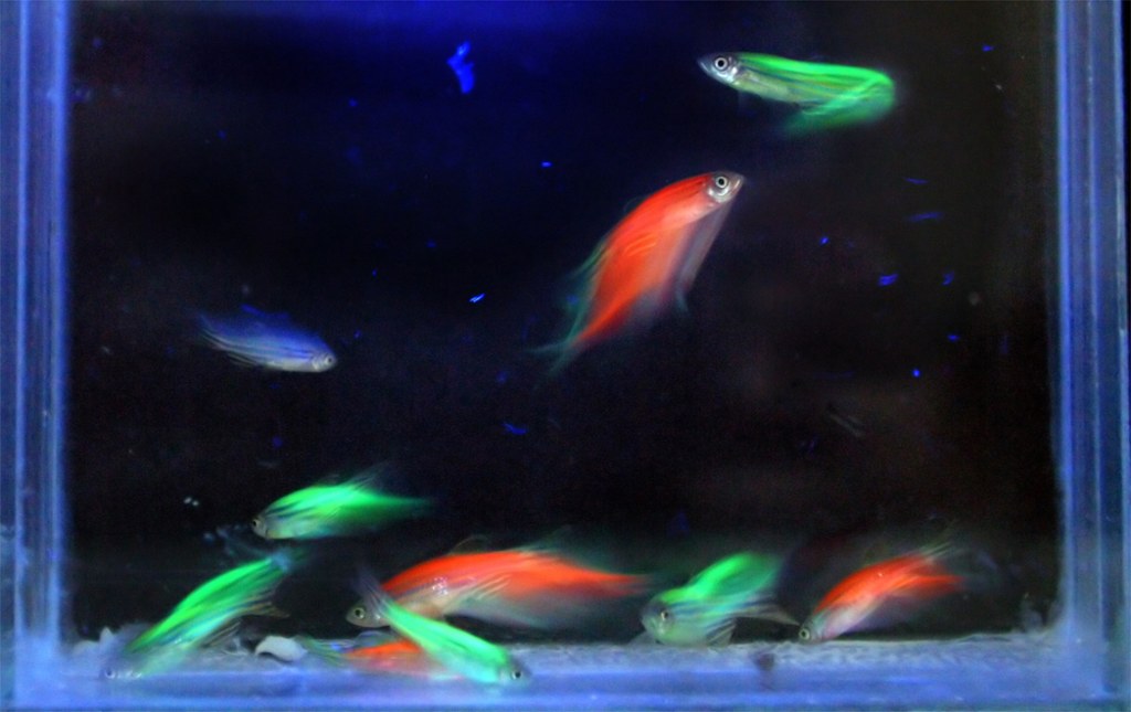 Glofish Coloring Pages Pink Zebra Danio Glofish Fish Tank Stockfoto