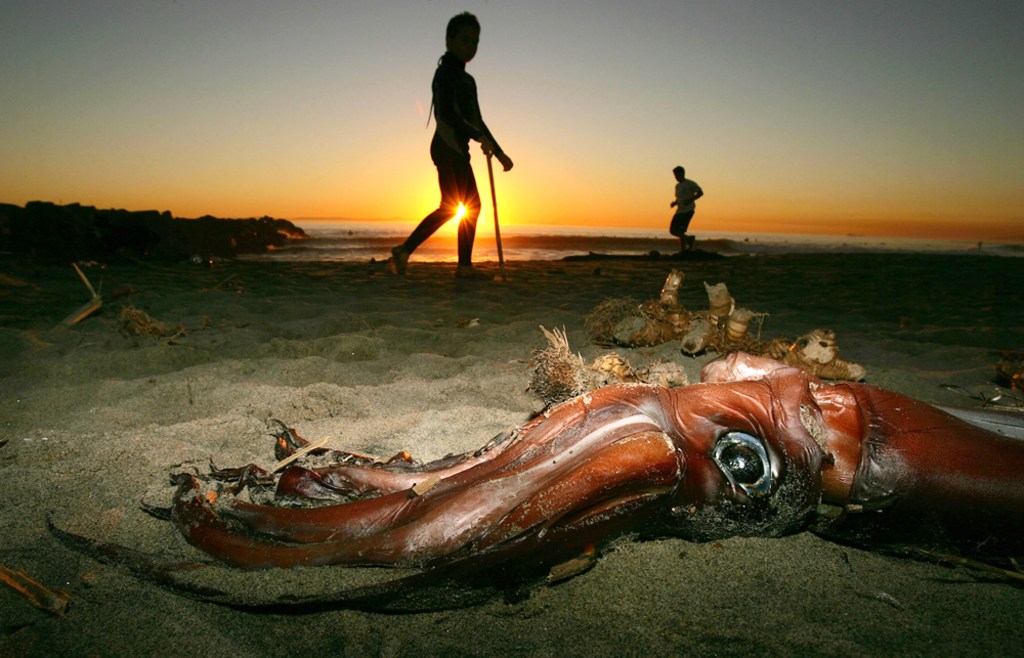 Giant Squids In California Coast Giant Squid – Odd Animals