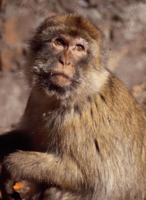 Barbary Monkey Portrait Of The Barbary Macaque Forêt Des Singes