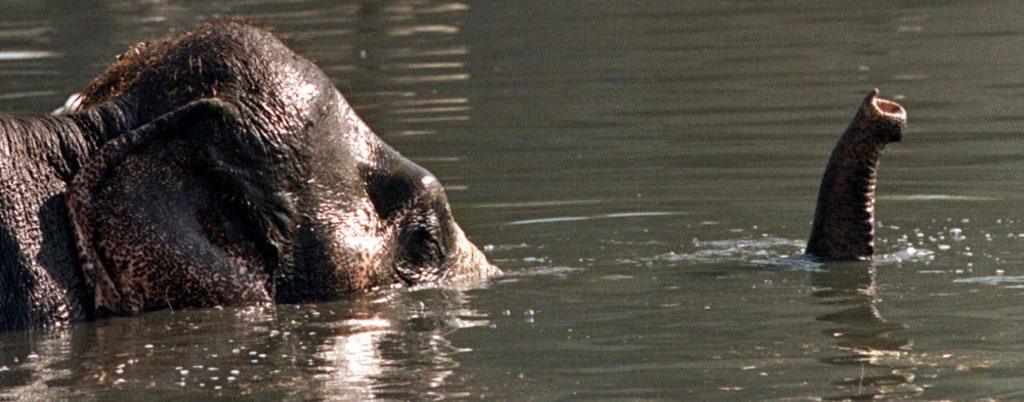 Loch Ness Monster An Elephant