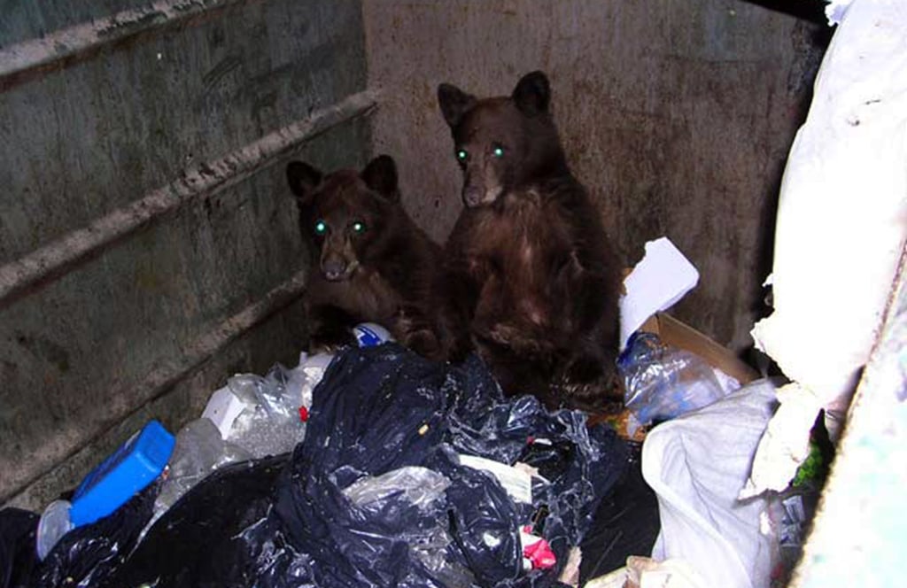bear in bin