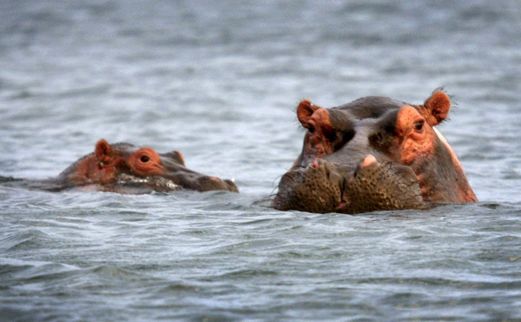 hippo war