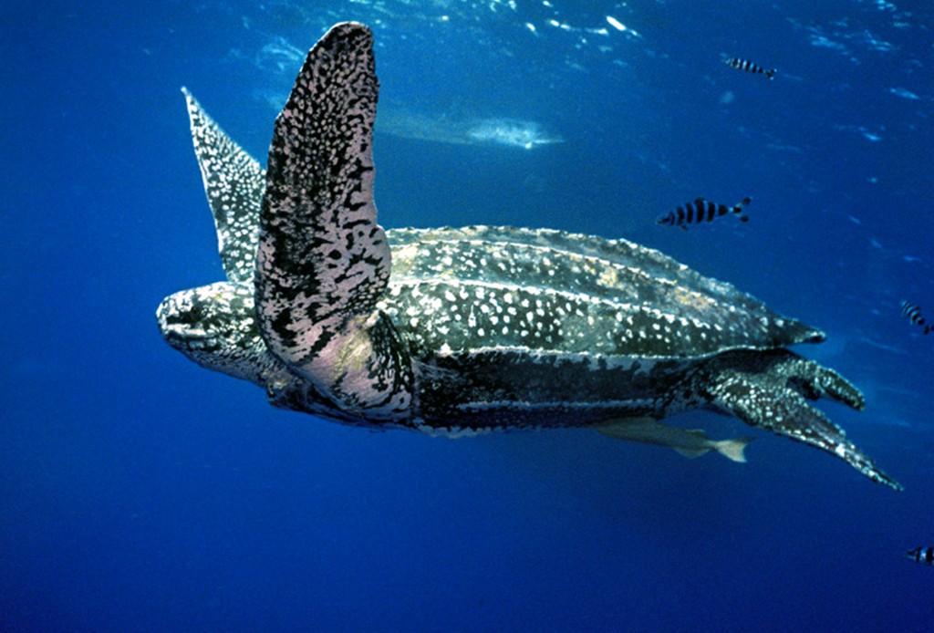 Turtle Back Swimming