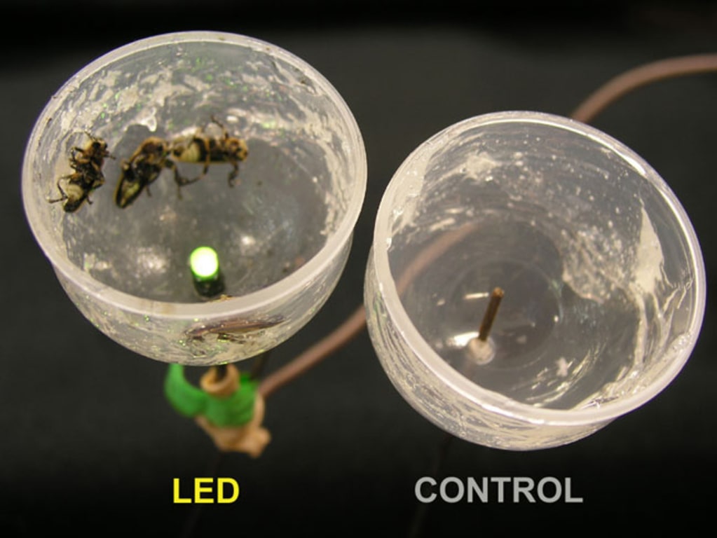 behavioral isolation fireflies