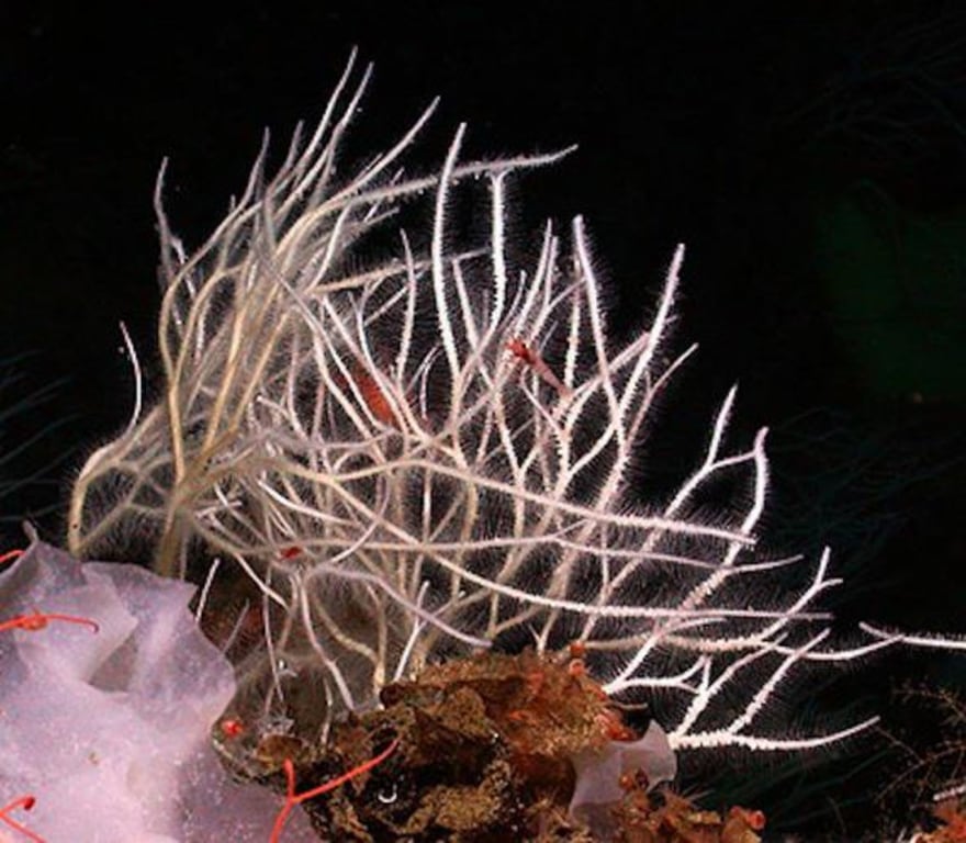 vase sponge predators