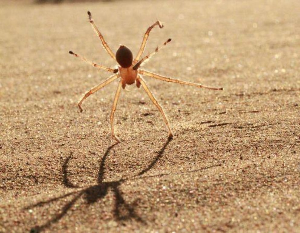 Sand Colored Spiders