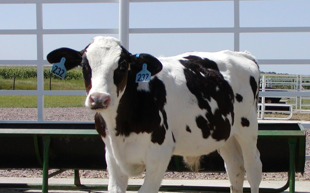 Genetically Modified Cows Scientists Develop Genetically Modified Cow