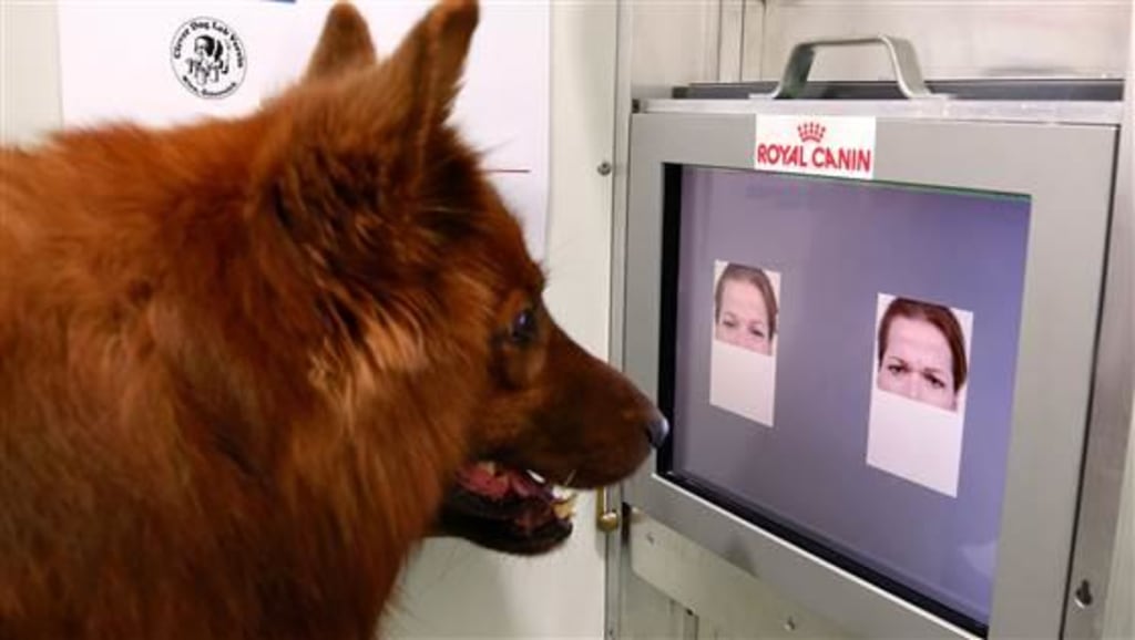 do dogs understand sharing