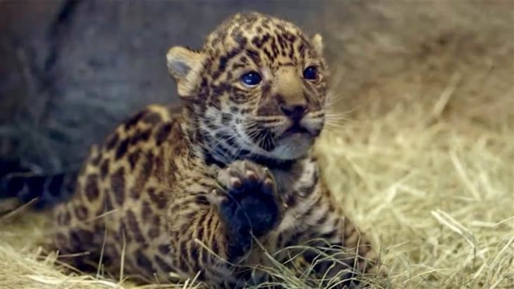 cute jaguar