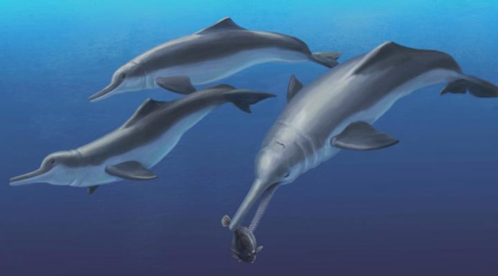 largest prehistoric dolphin