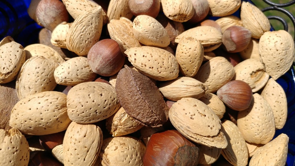 peanuts tree nuts