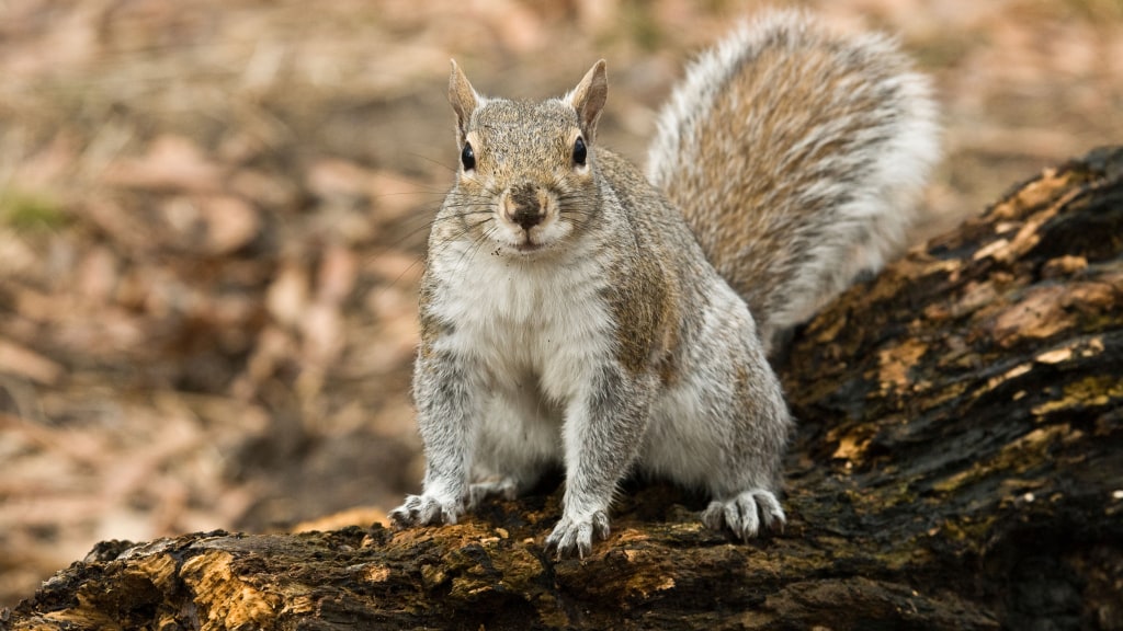 what illnesses do squirrels get