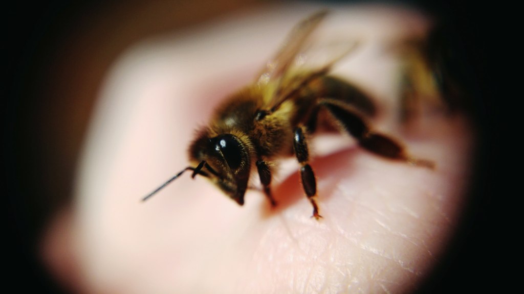 can bees sting while flying
