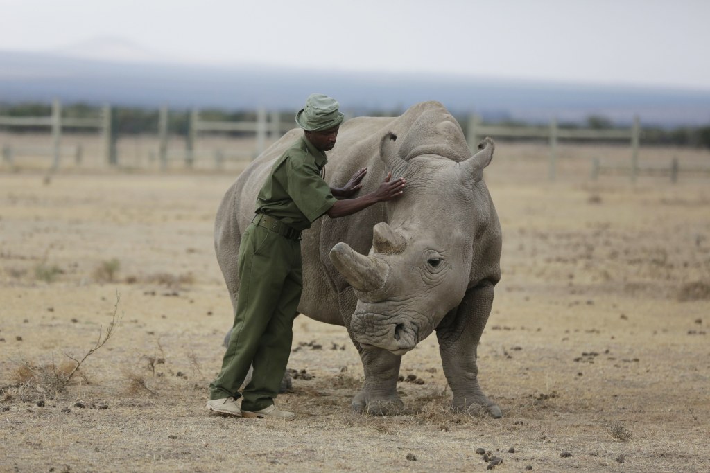 Animals Extinct Because Of Humans