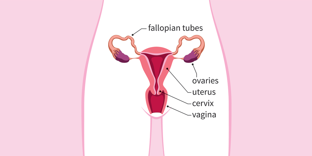 Fallopian Tubes Tied Tubal Ligation Surgery