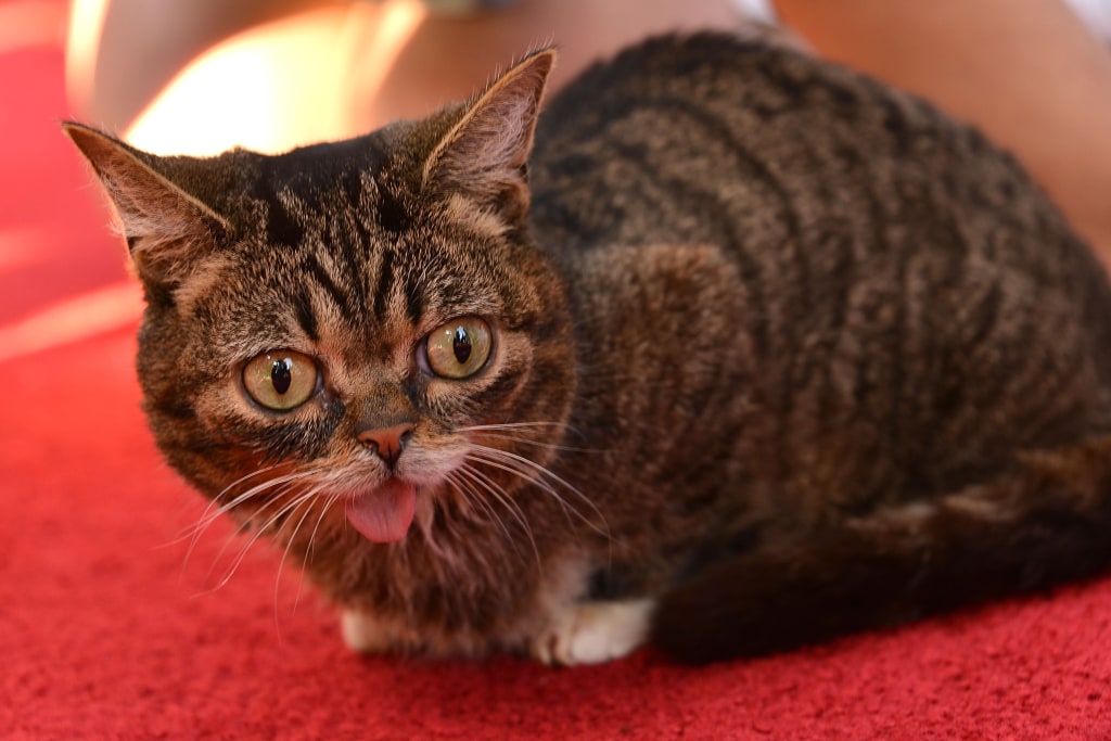 lil bub yes