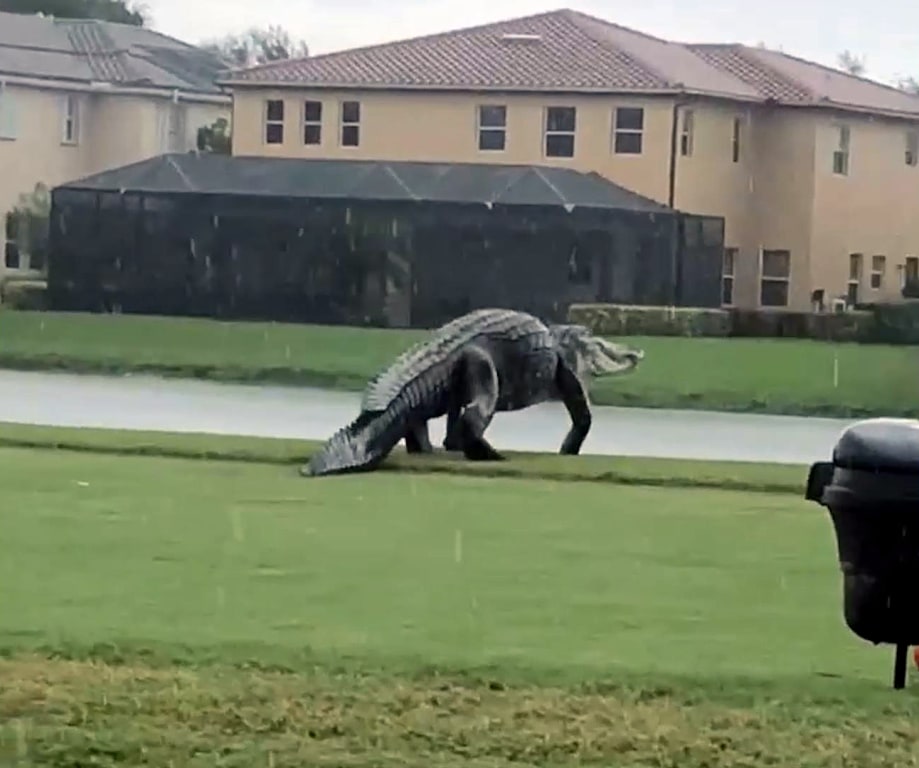 Naples Gator Club They Are Out There': 'Gator Girl' Christy Kroboth On