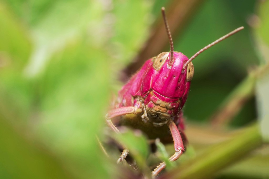 Cute Grasshopper