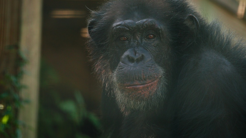 Tenkende Ape