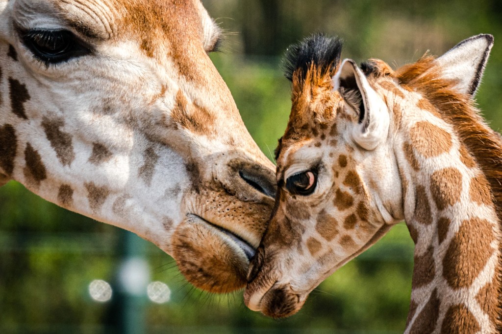 The Best Giraffe Hd 1,461 Giraffe Top Stock Photos Free
