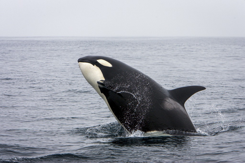 orca up close