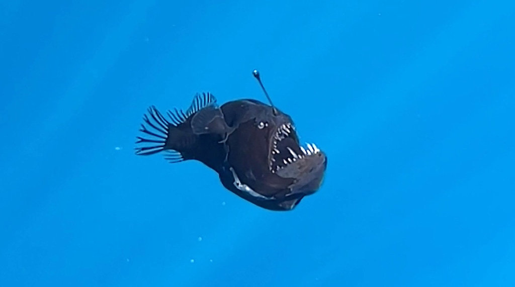 Questions About Anglerfish Amazon.com: The Young Scientists Series:
