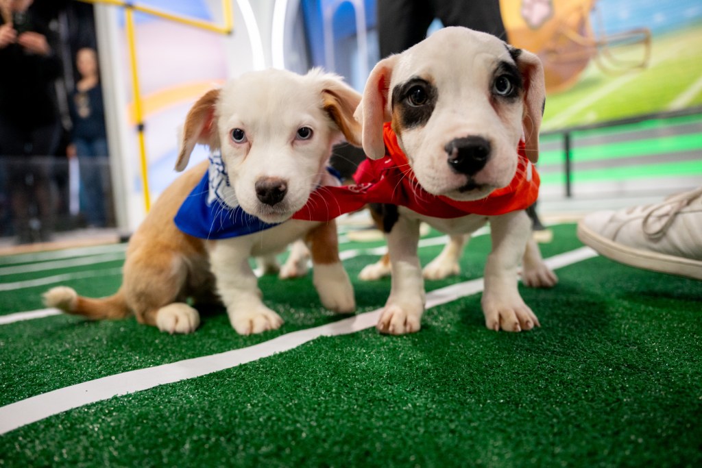 Puppy Bowl Channel