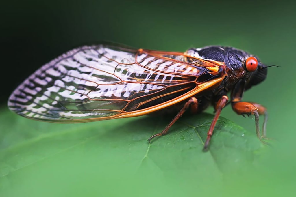 Why Do Cicadas Swarm Every 17 Years