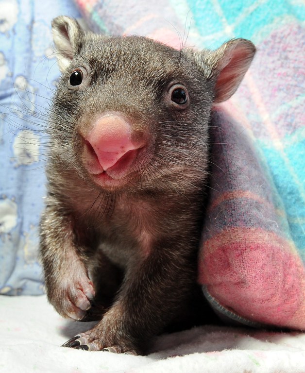 Baby Wombat In Pouch Australian Police Believe Wombats Deliberately