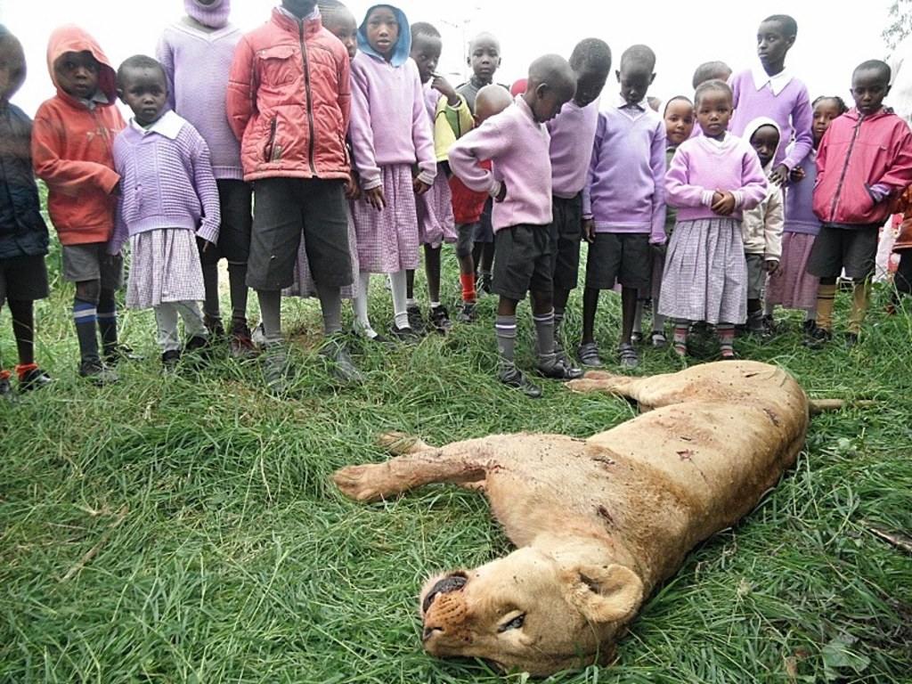 southwest african lion population