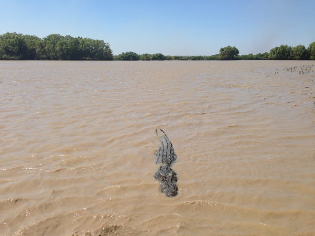 mangrove crocodile attack
