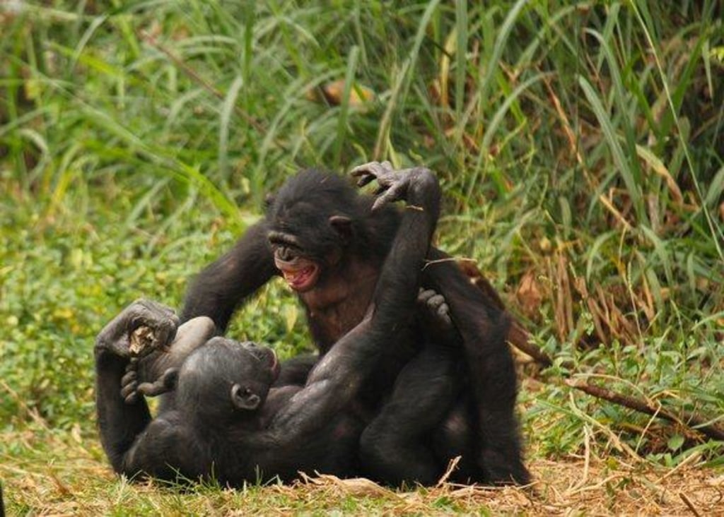 human mating process animals