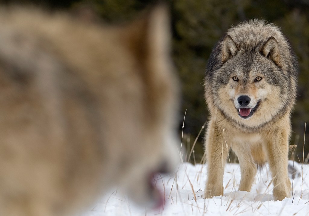 Pack Of Gray Wolves Montana Proposes Dropping Wolf Hunt Quota