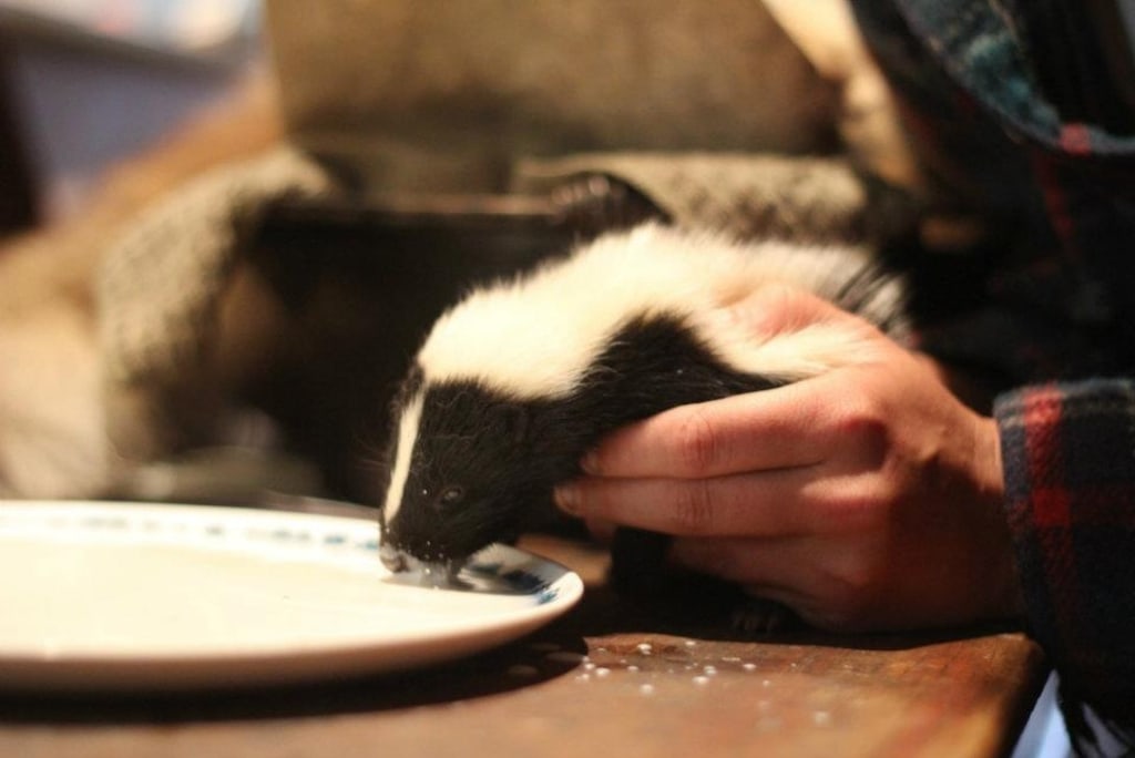 Skunk Drinking Coffee