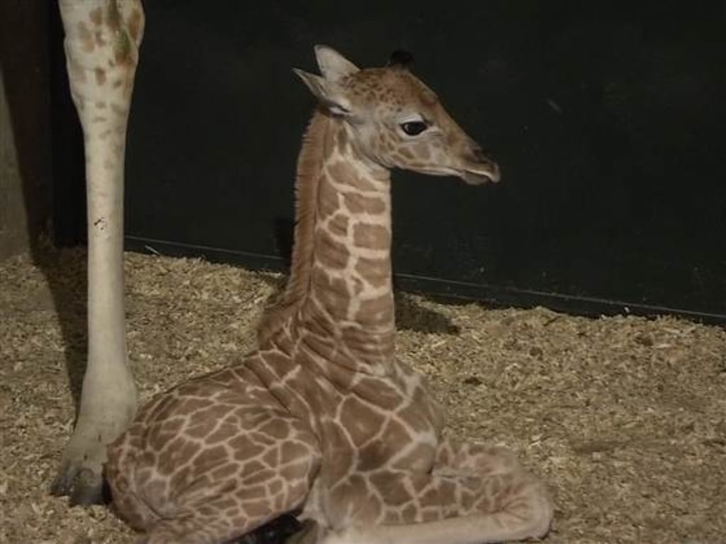 giraffe babies called