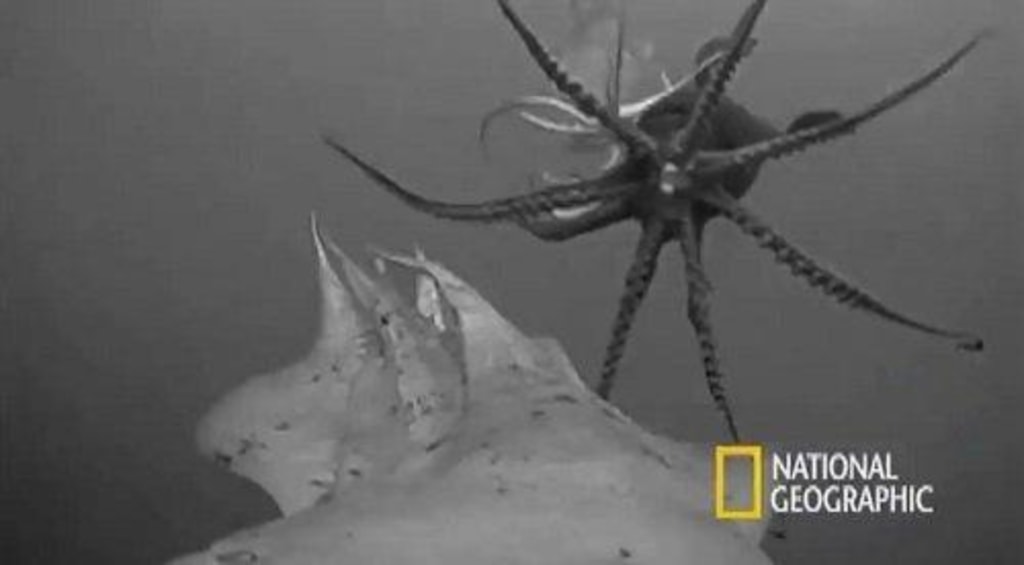 largest squid caught on camera