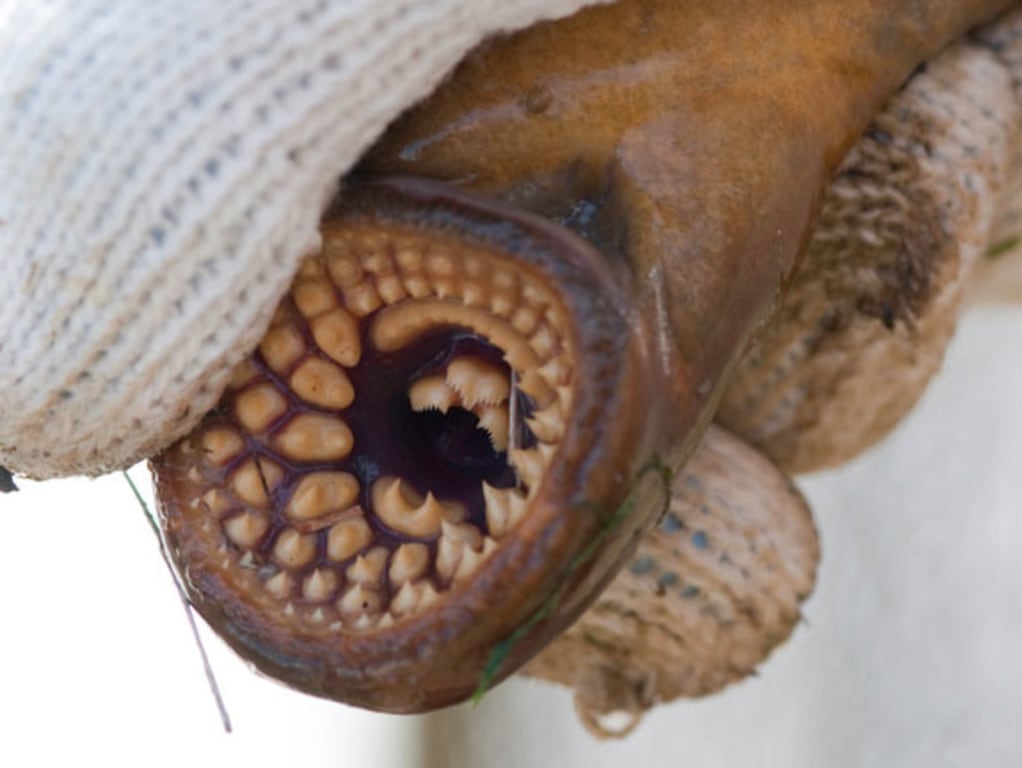 lamprey teeth function