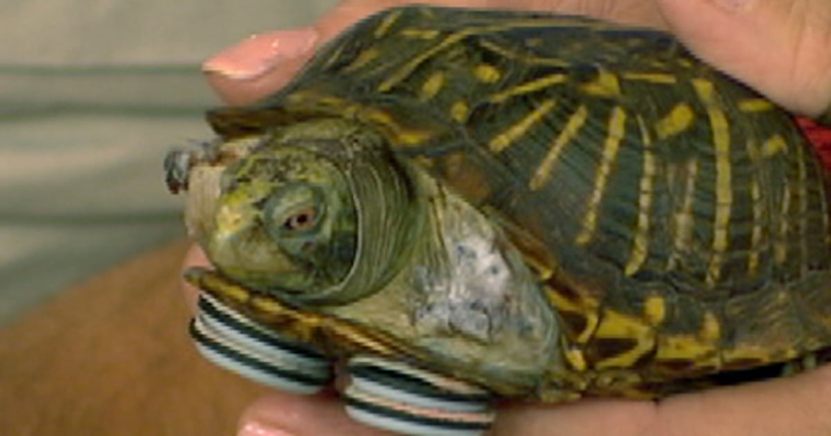 8 amazing bionic animals