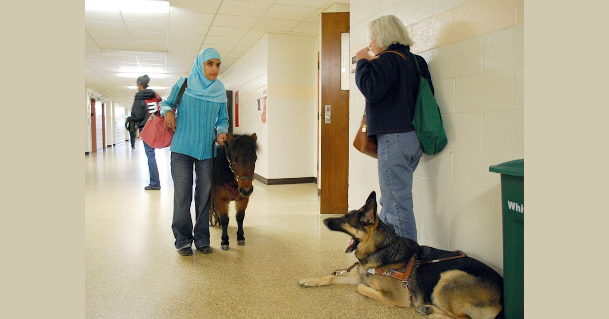 Miniature guide horse opens doors for blind student