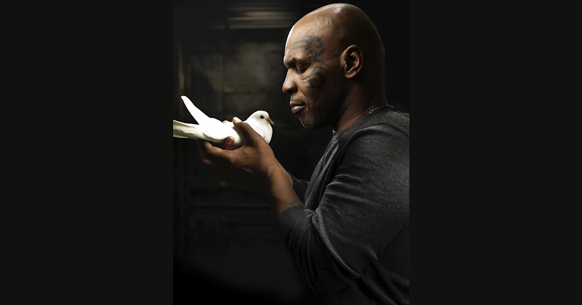 The humble pigeon soars into the spotlight