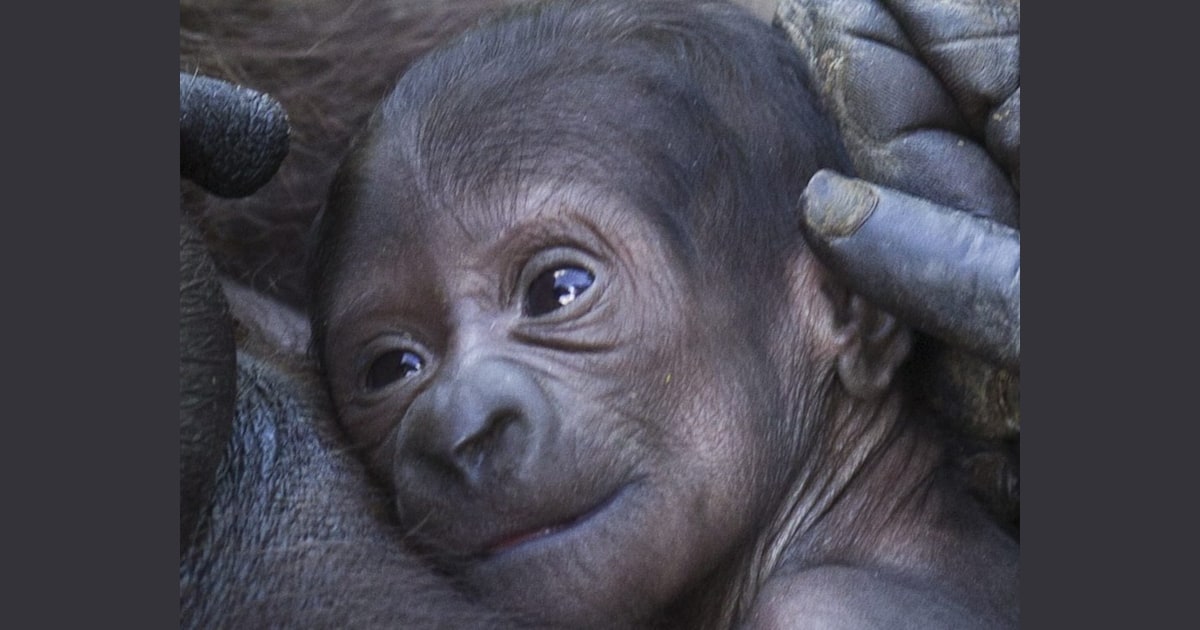 Two gorilla moms welcome newborns in Israel