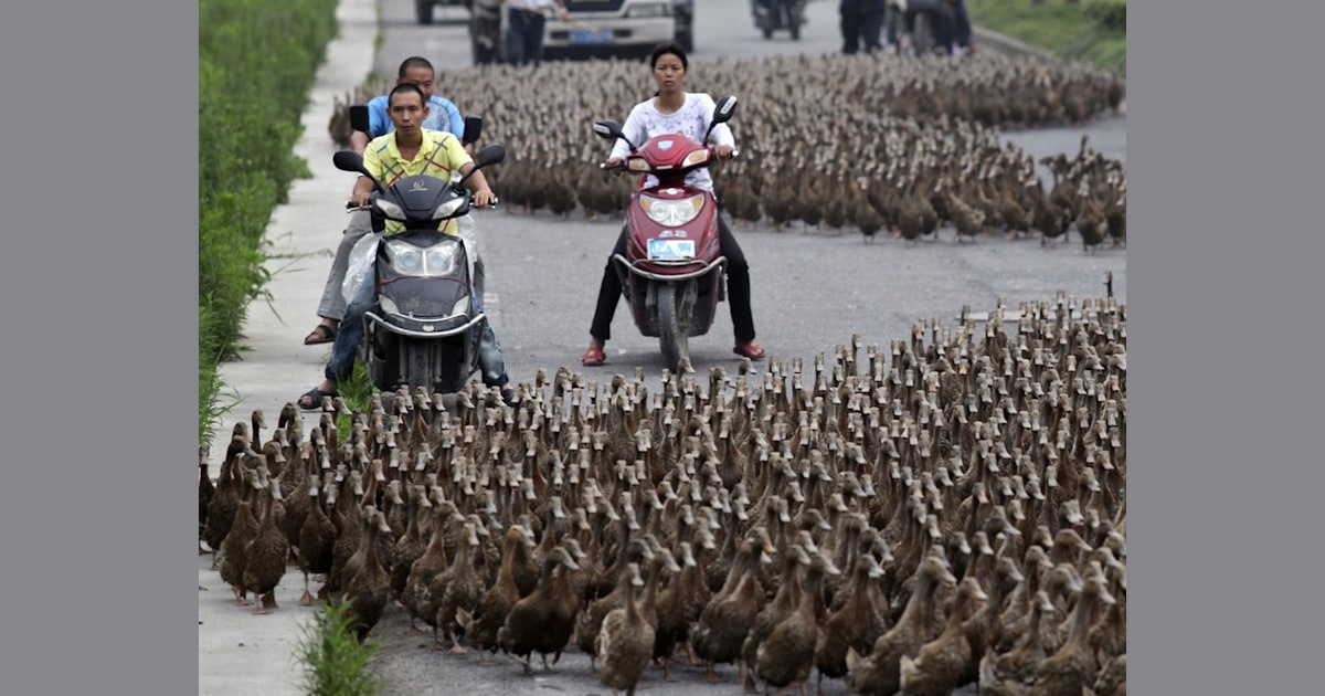 Video captures 5,000 ducks crossing road