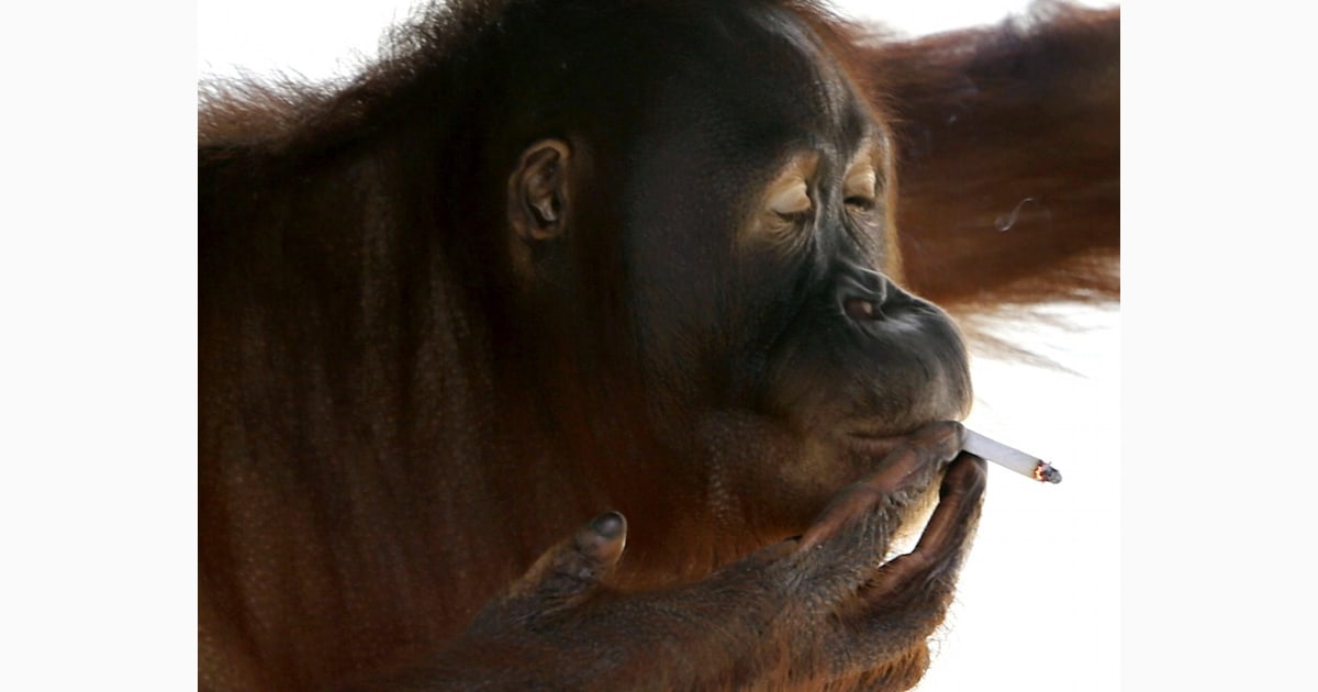 Smoking orangutan relocates to kick habit