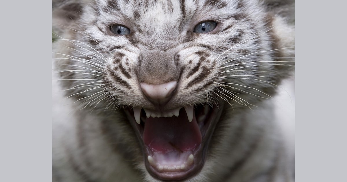 white tiger snarling