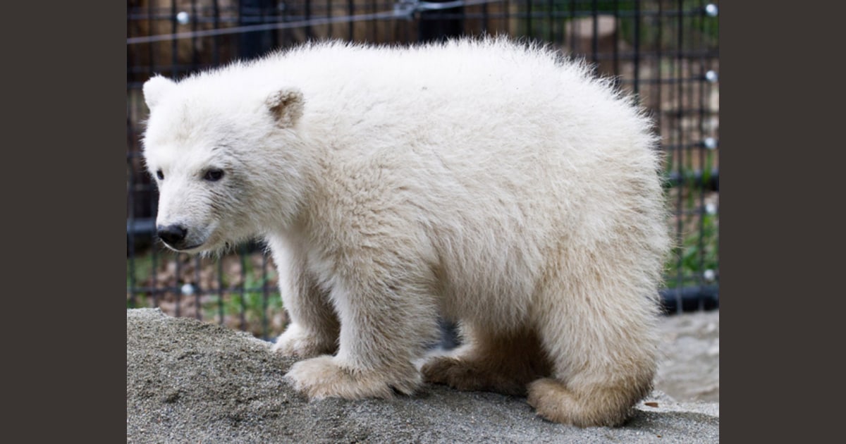 The new Knut? Orphan polar bear cub heads to zoo via UPS