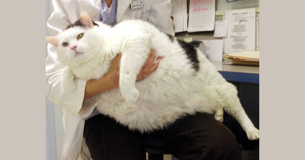Once 35 lbs., ‘Biggest Loser’ of cats now weighs 29