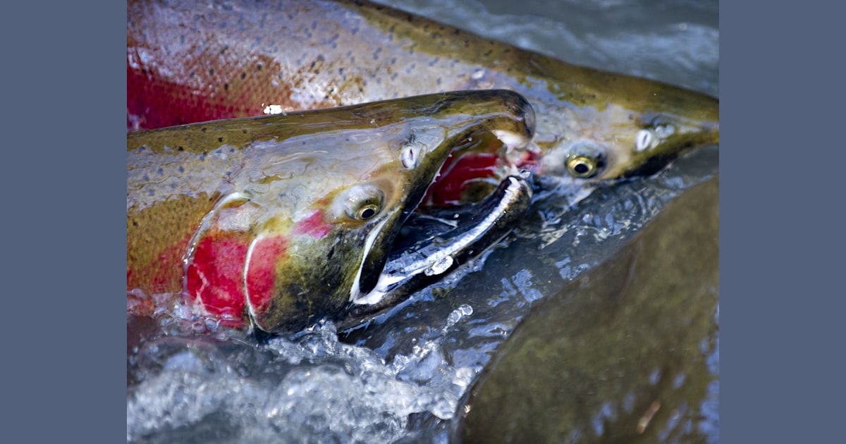 Endangered foods around the world