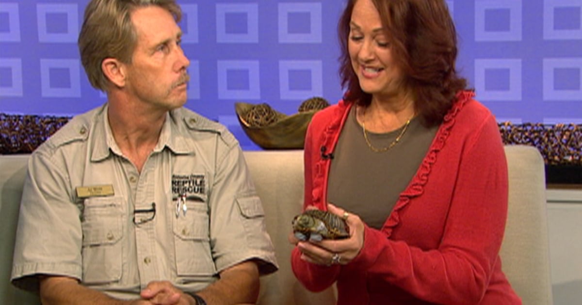 Lucky the injured turtle gets coasters for feet