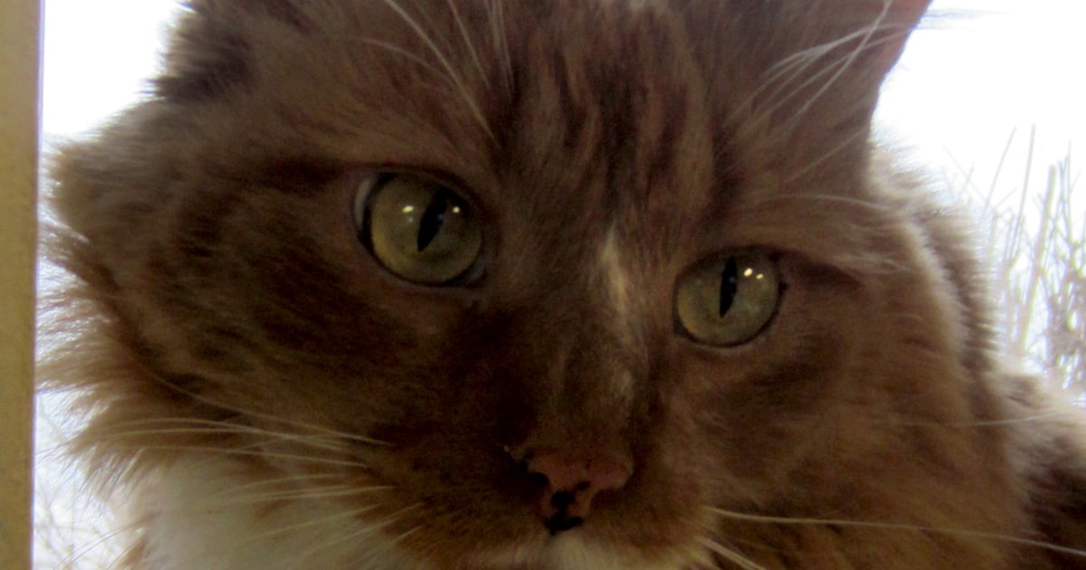 Cat named Pudding rescues owner hours after his adoption