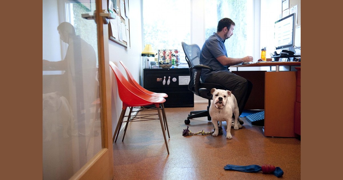 Good dog, good job? More dogs sit, stay at work